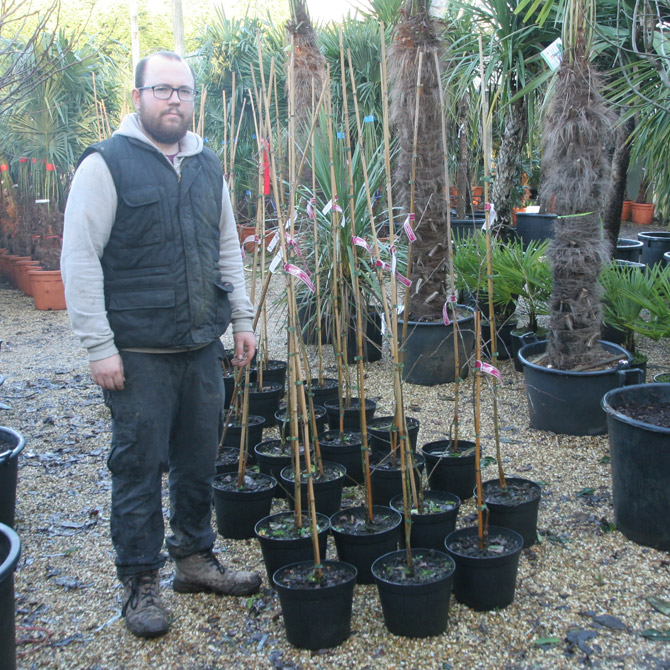 Choice Trees - Big Plant Nursery