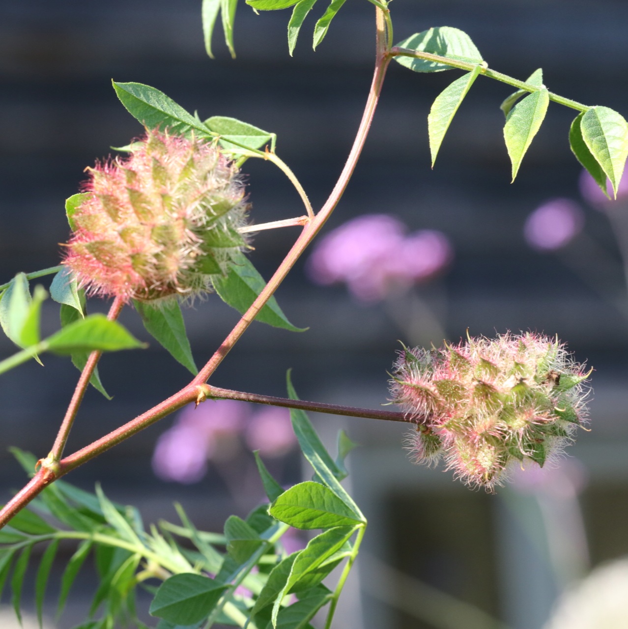 Glycyrrhiza Yunnanensis