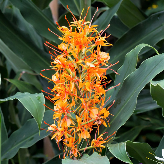 Hedychium aurantiacum