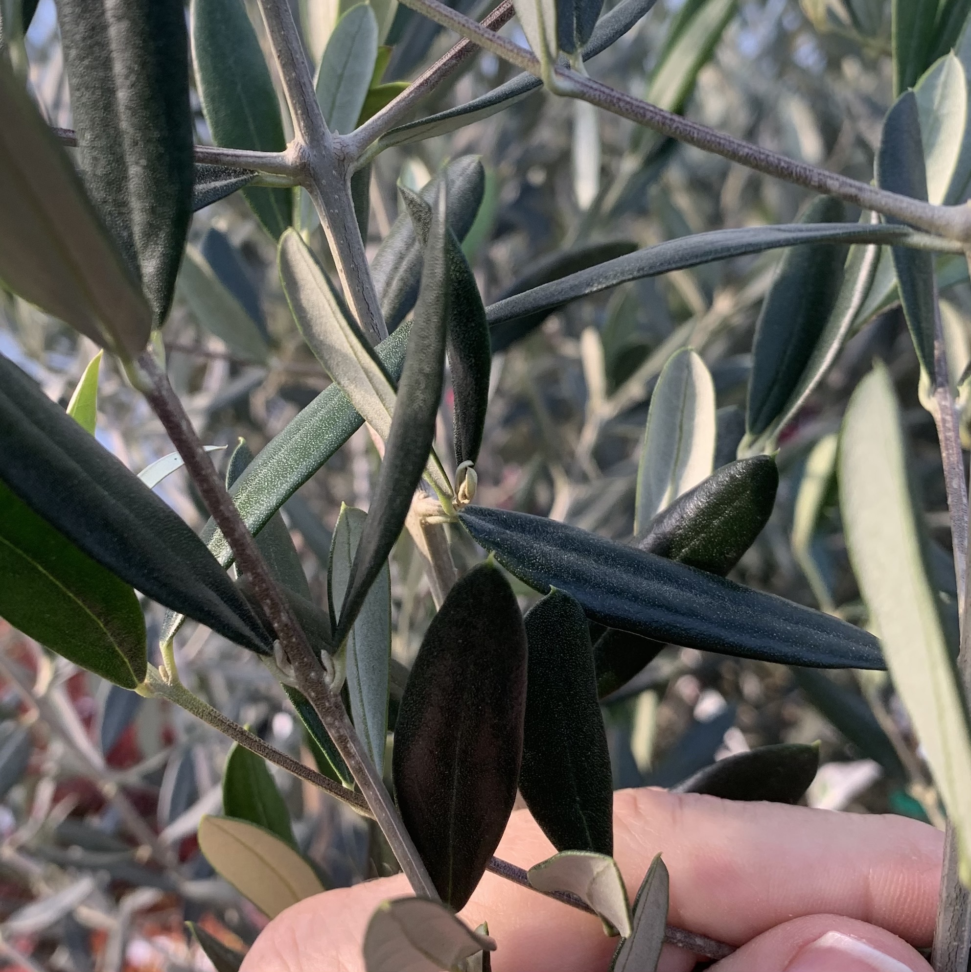 Olive Trees - Big Plant Nursery