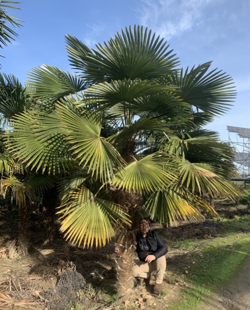 Trachycarpus fortunei - Big Plant Nursery