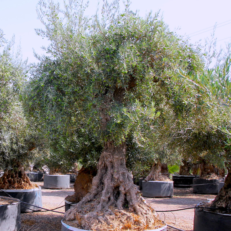 Olive Trees - Big Plant Nursery