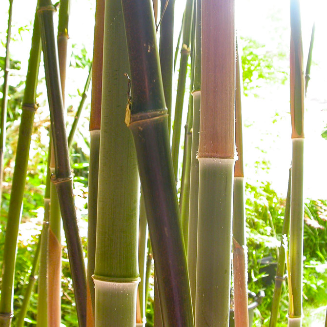 Bamboo - Big Plant Nursery
