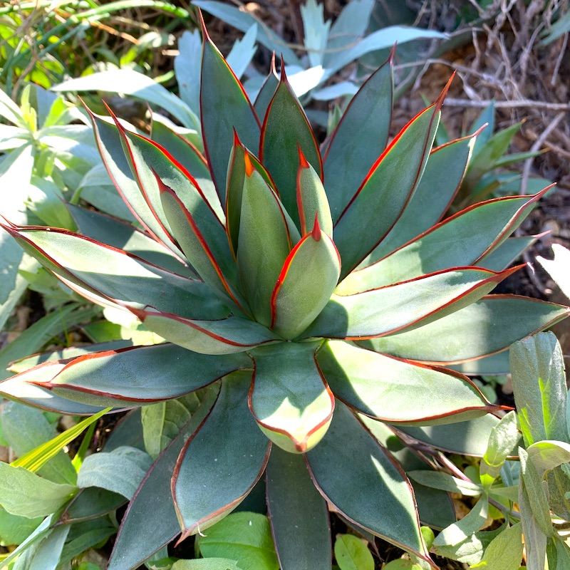 Agave Plants