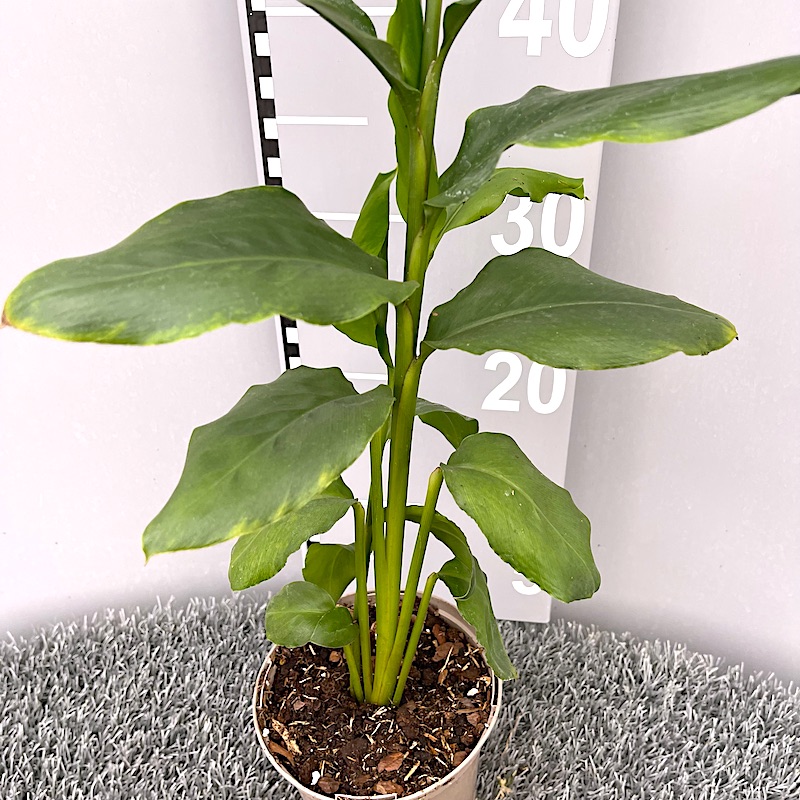 Elettaria Cardamomum Plant Elettaria Cardamomum