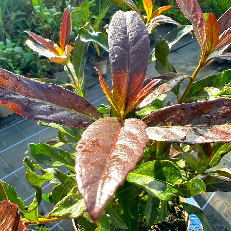 Choice Shrubs - Page 9 of 9 - Big Plant Nursery