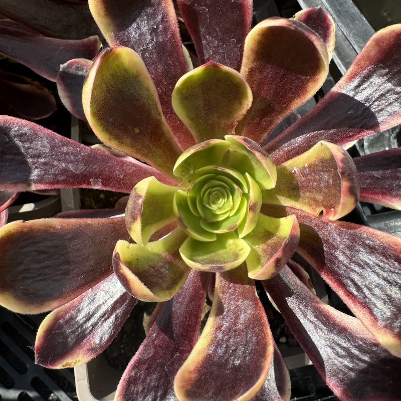 Aeonium Aeonium Haworthii • New Zealand Plant Conservation Network